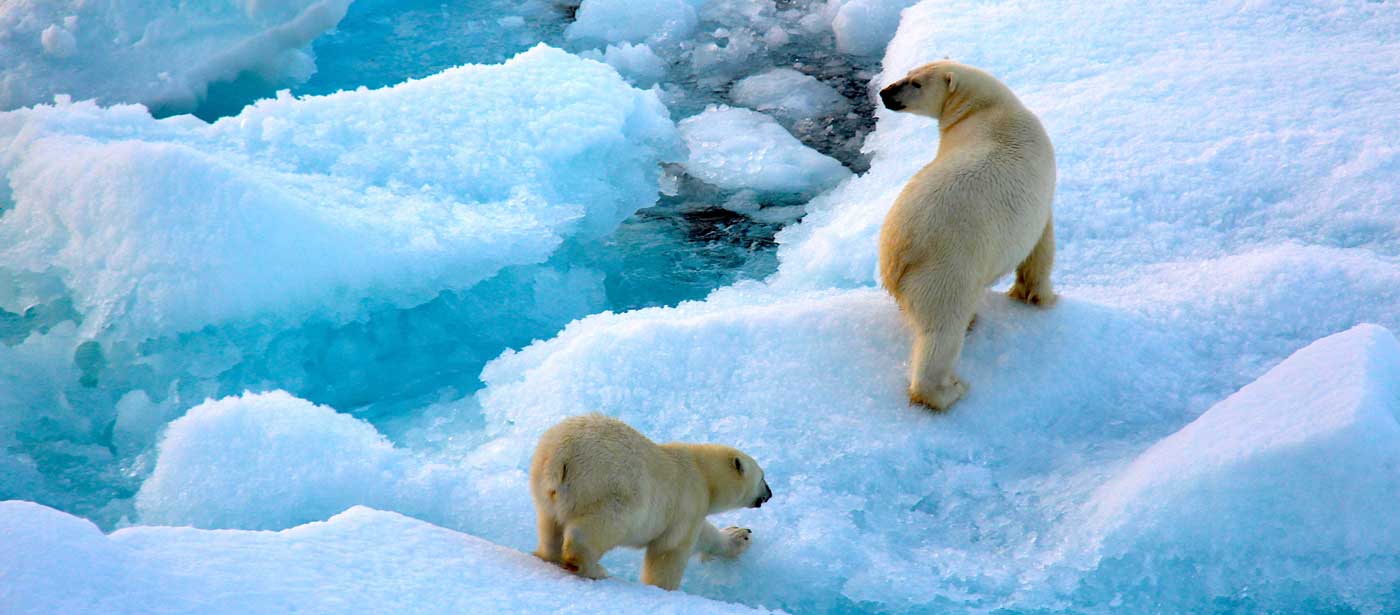 Lesson Plans for Arctic - Disappearing Ice